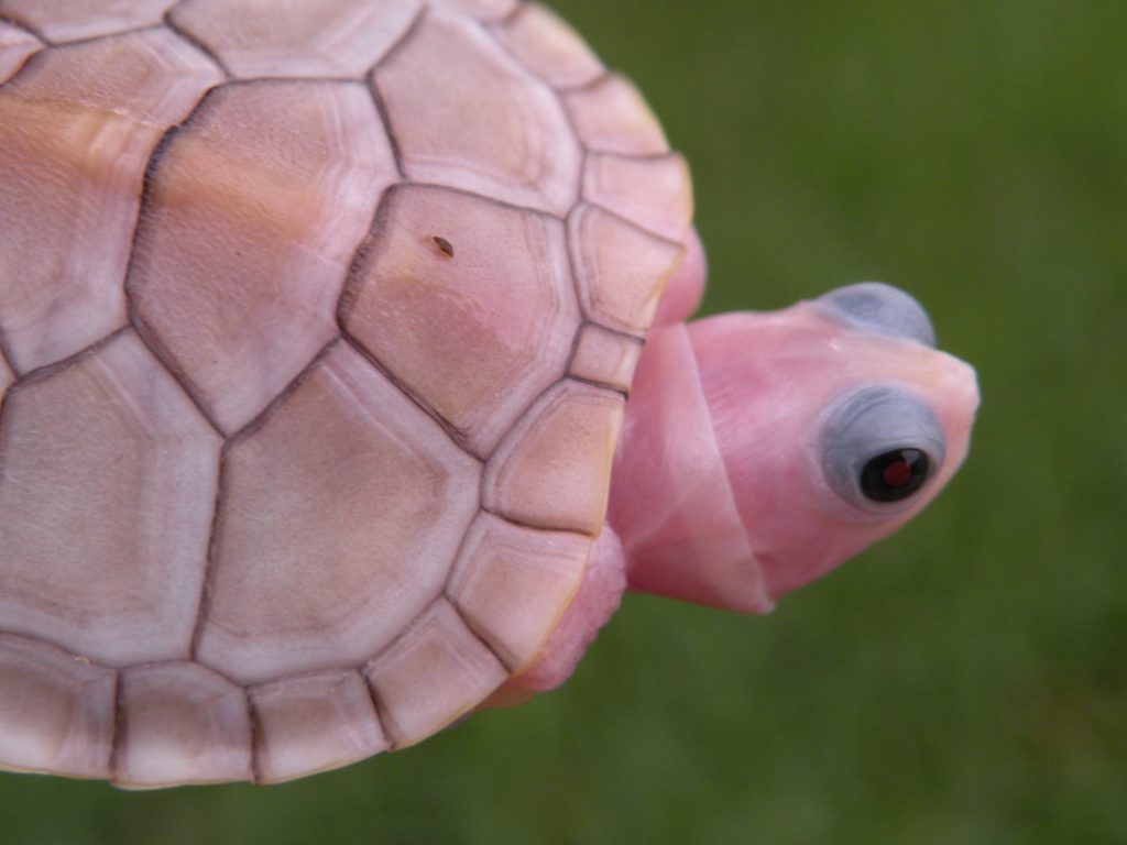 Caramel Pink Red Eared Sliders for Sale - Albino Turtles