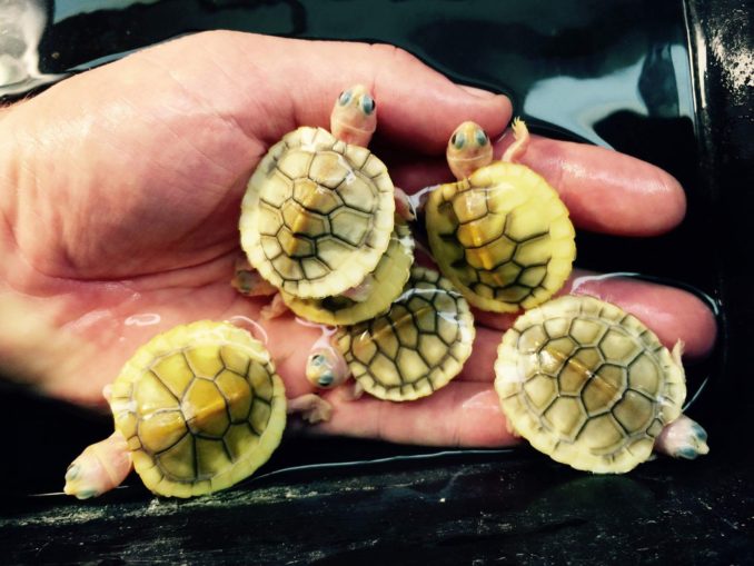Caramel Pink Red Eared Sliders for Sale - Albino Turtles
